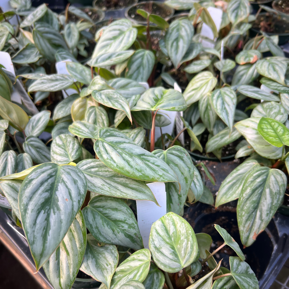 Philodendrons – Page 2 – Fantastic Gardens