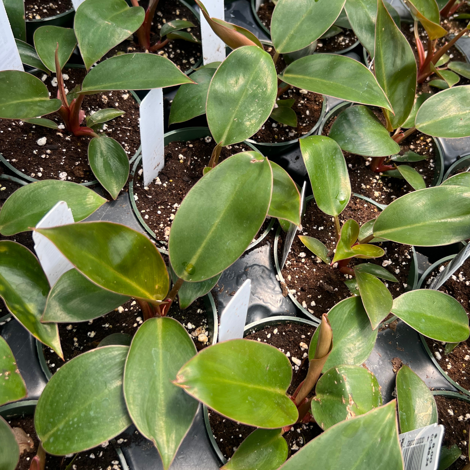 Philodendrons – Page 2 – Fantastic Gardens