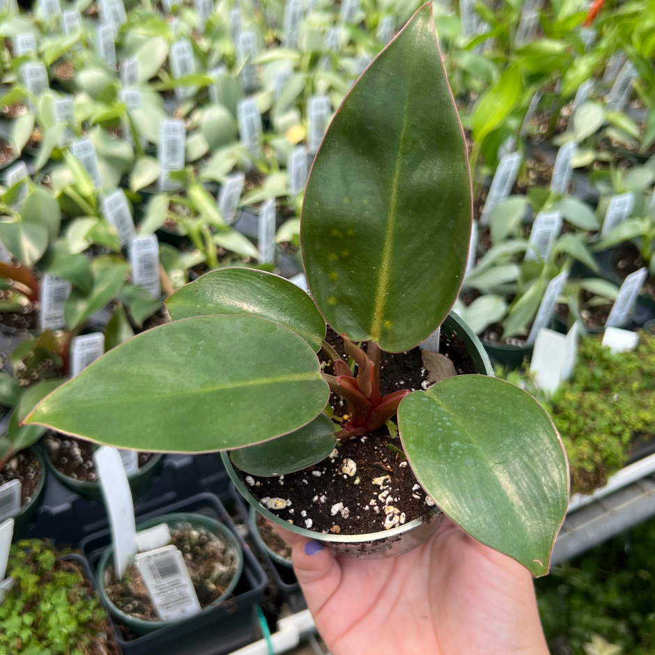 Philodendrons – Page 2 – Fantastic Gardens