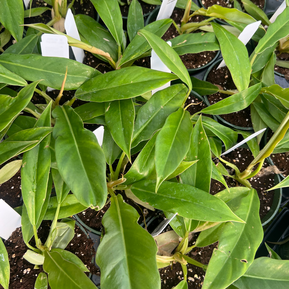 Philodendrons – Page 2 – Fantastic Gardens