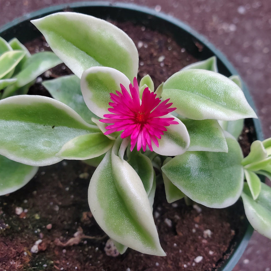 All Houseplants – Fantastic Gardens