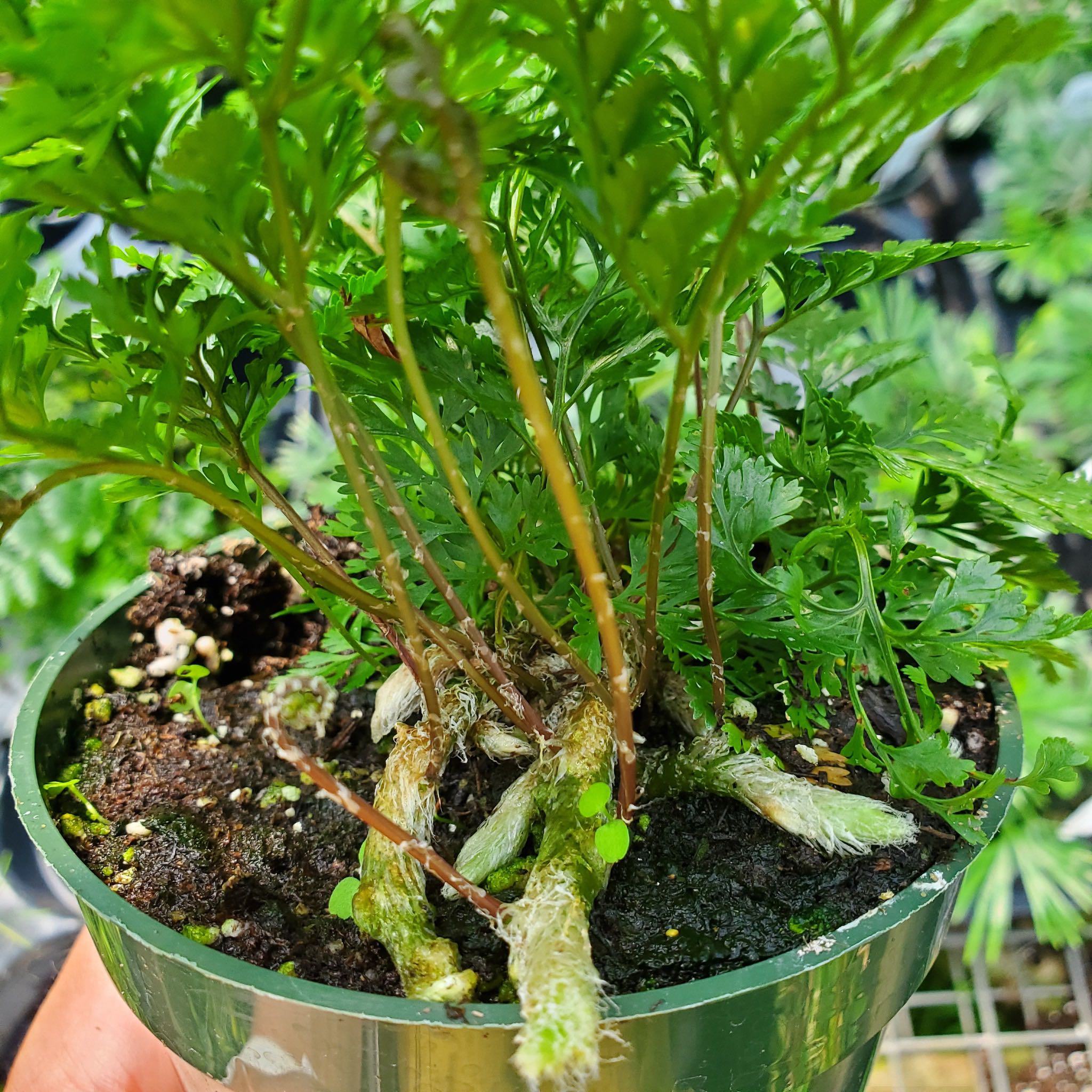 Rabbit Foot Fern – Fantastic Gardens