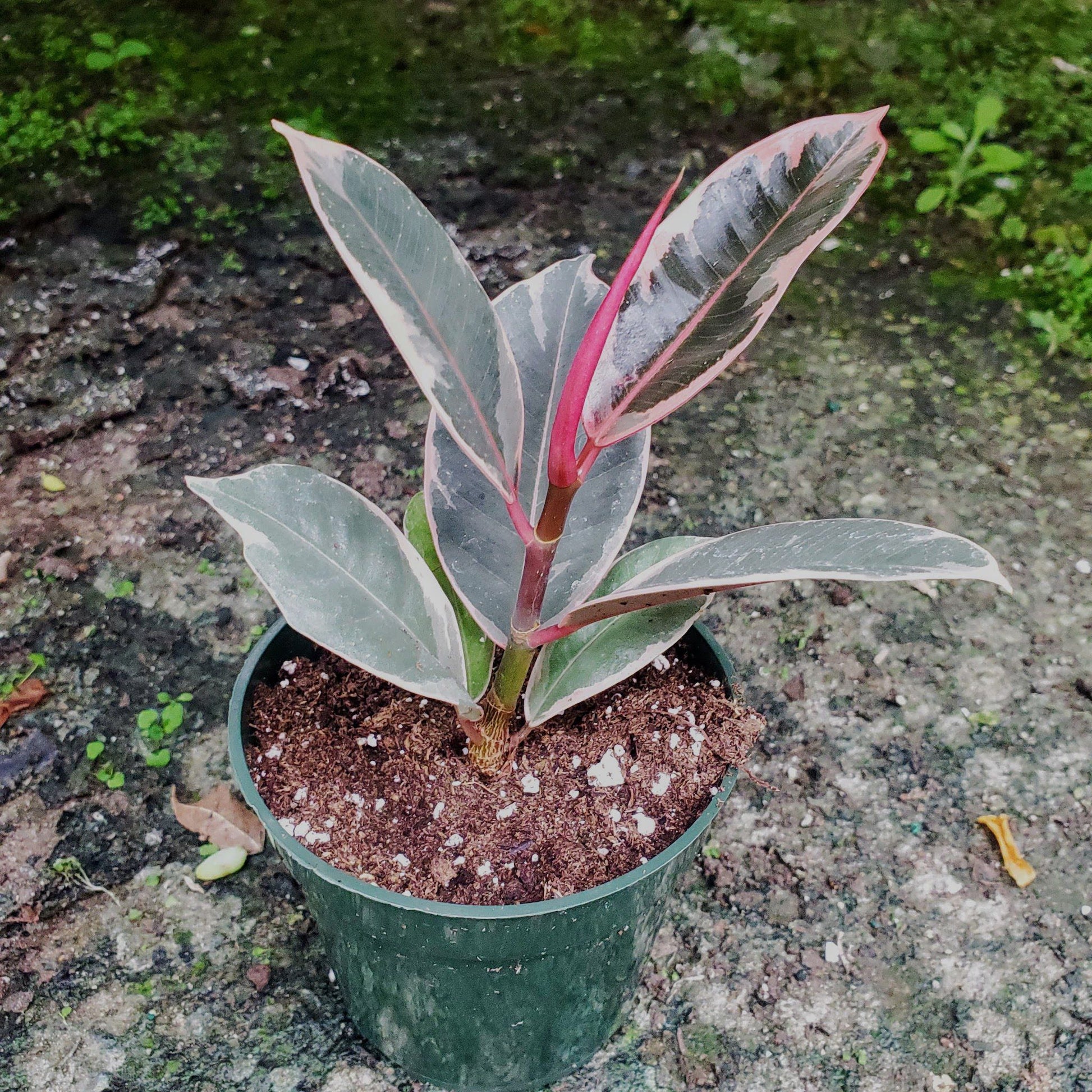 Variegated Rubber Tree Plant