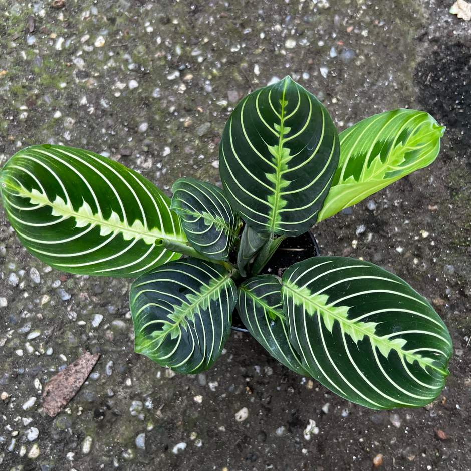All Houseplants – Fantastic Gardens