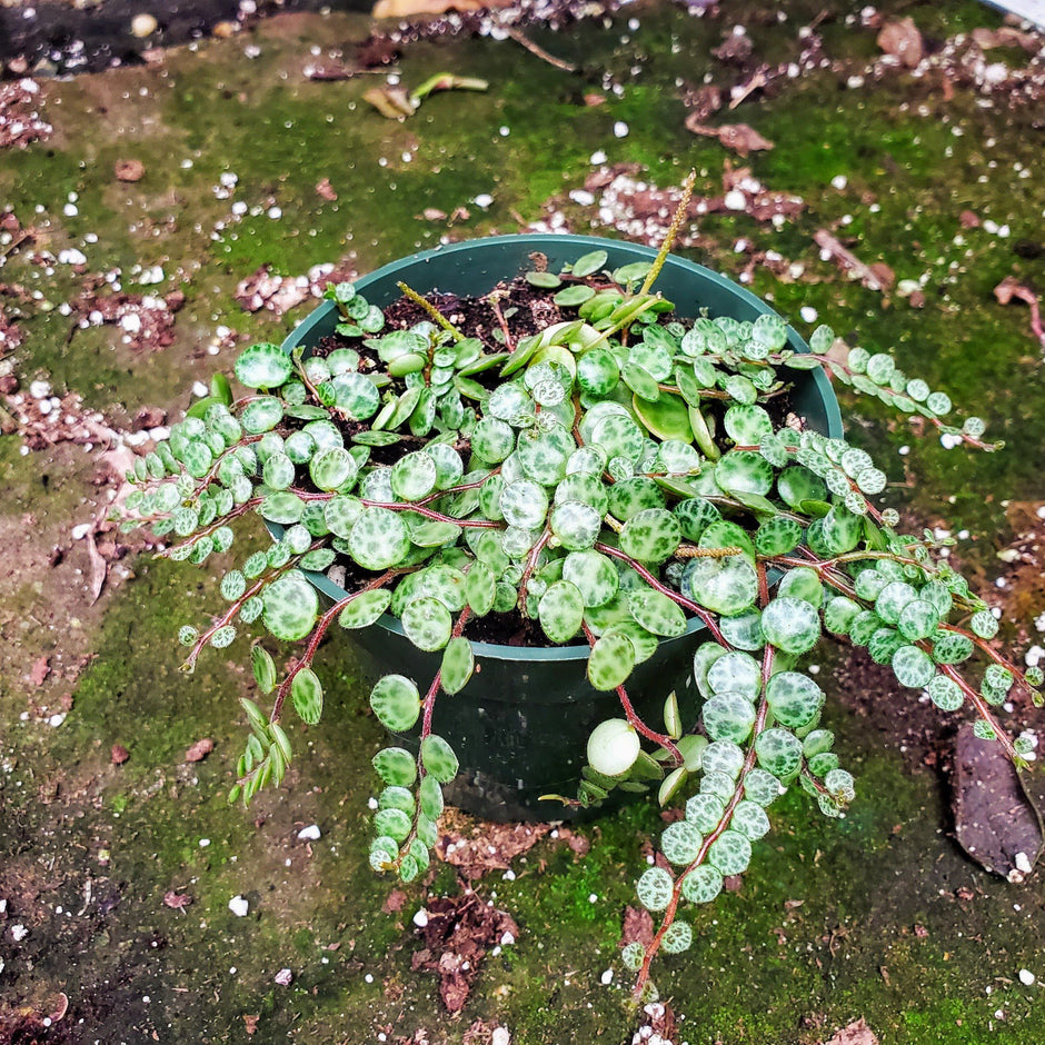 House Plants – Fantastic Gardens