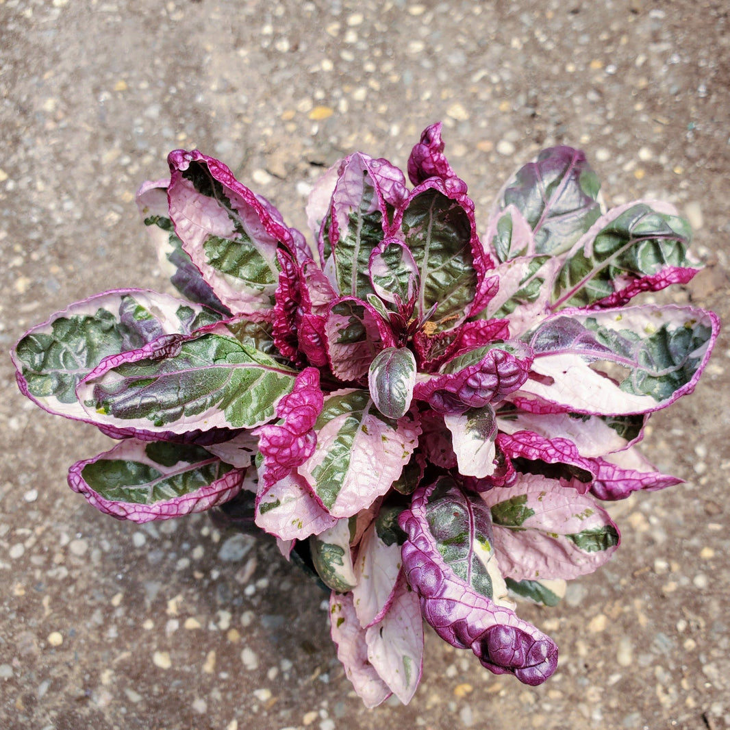 Snow White Waffle Plant
