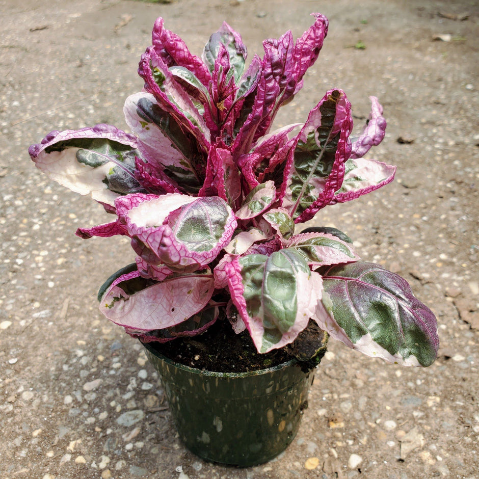 Snow White Waffle Plant